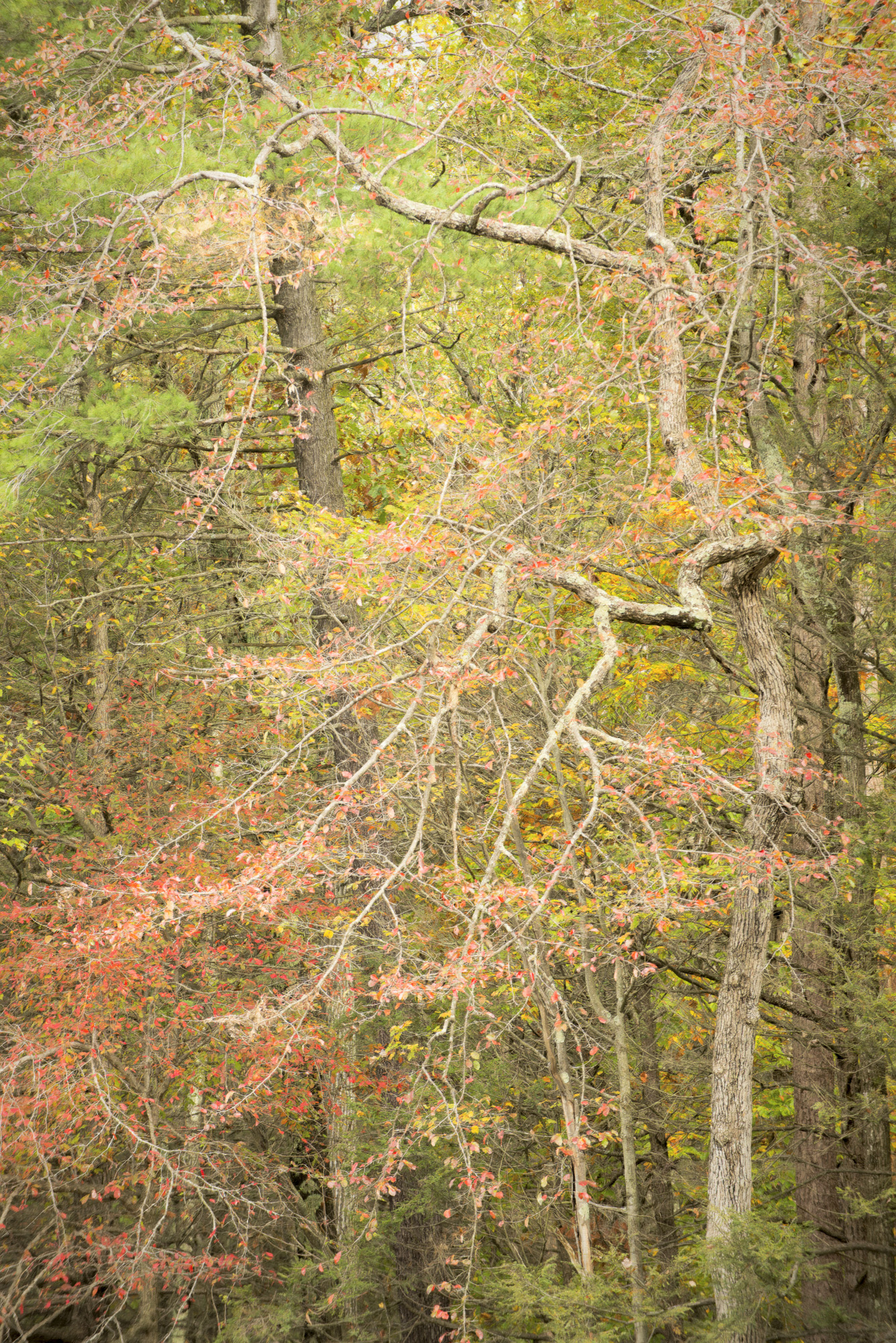 TREESCAPES – GailSHaile